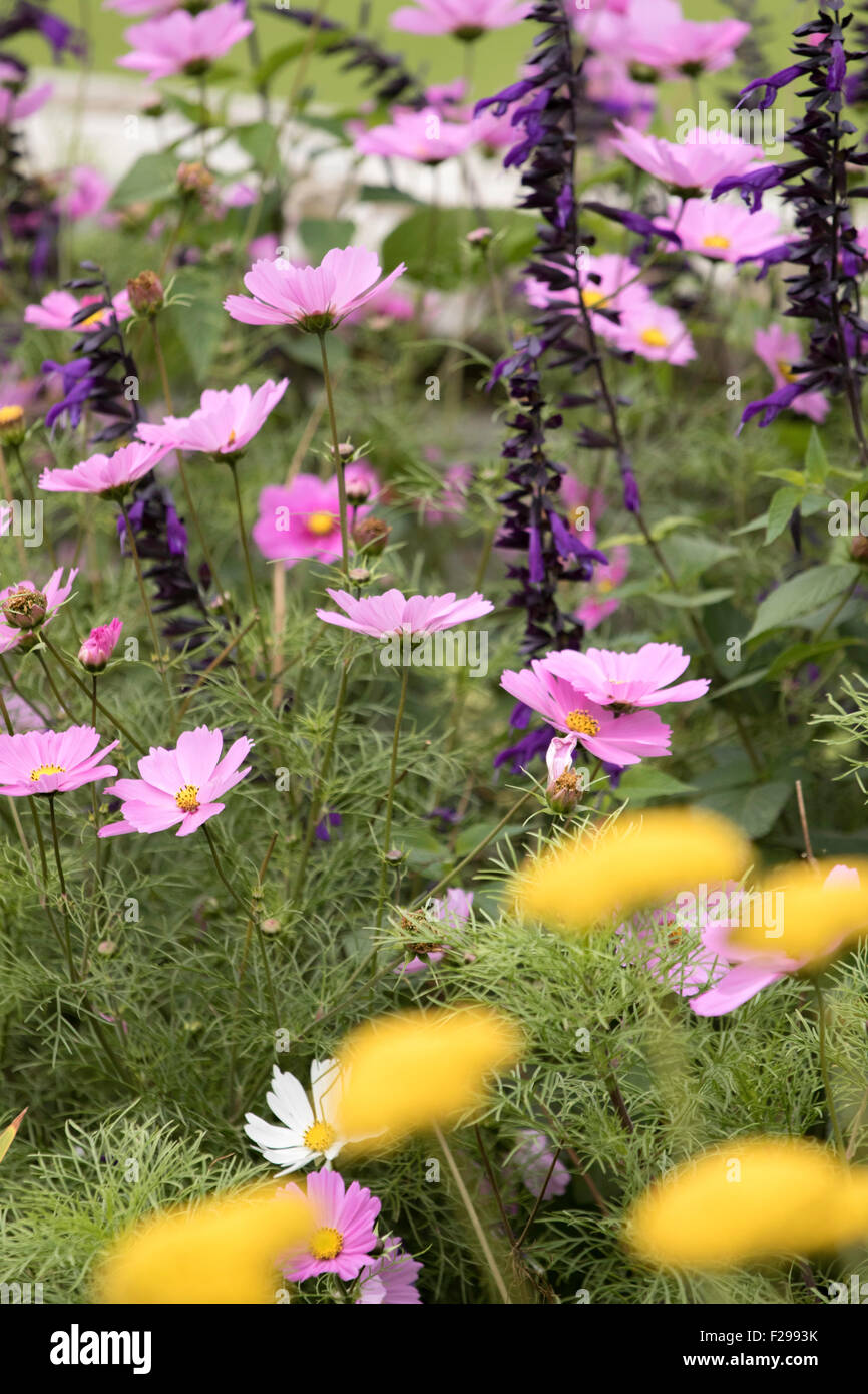 Cosmos plants in a flower border Stock Photo - Alamy