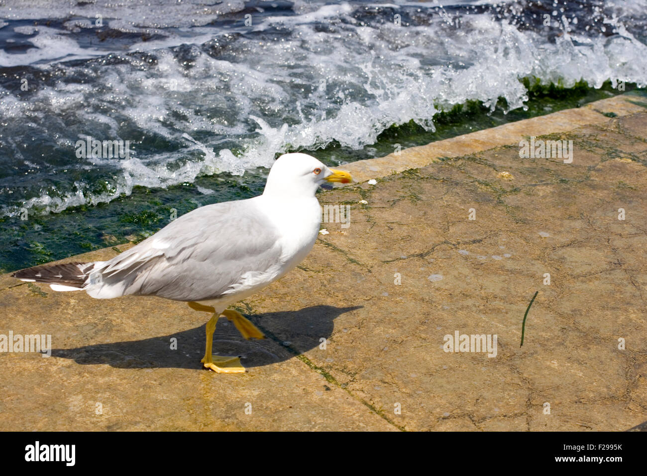 Seagull on a pier hi-res stock photography and images - Alamy