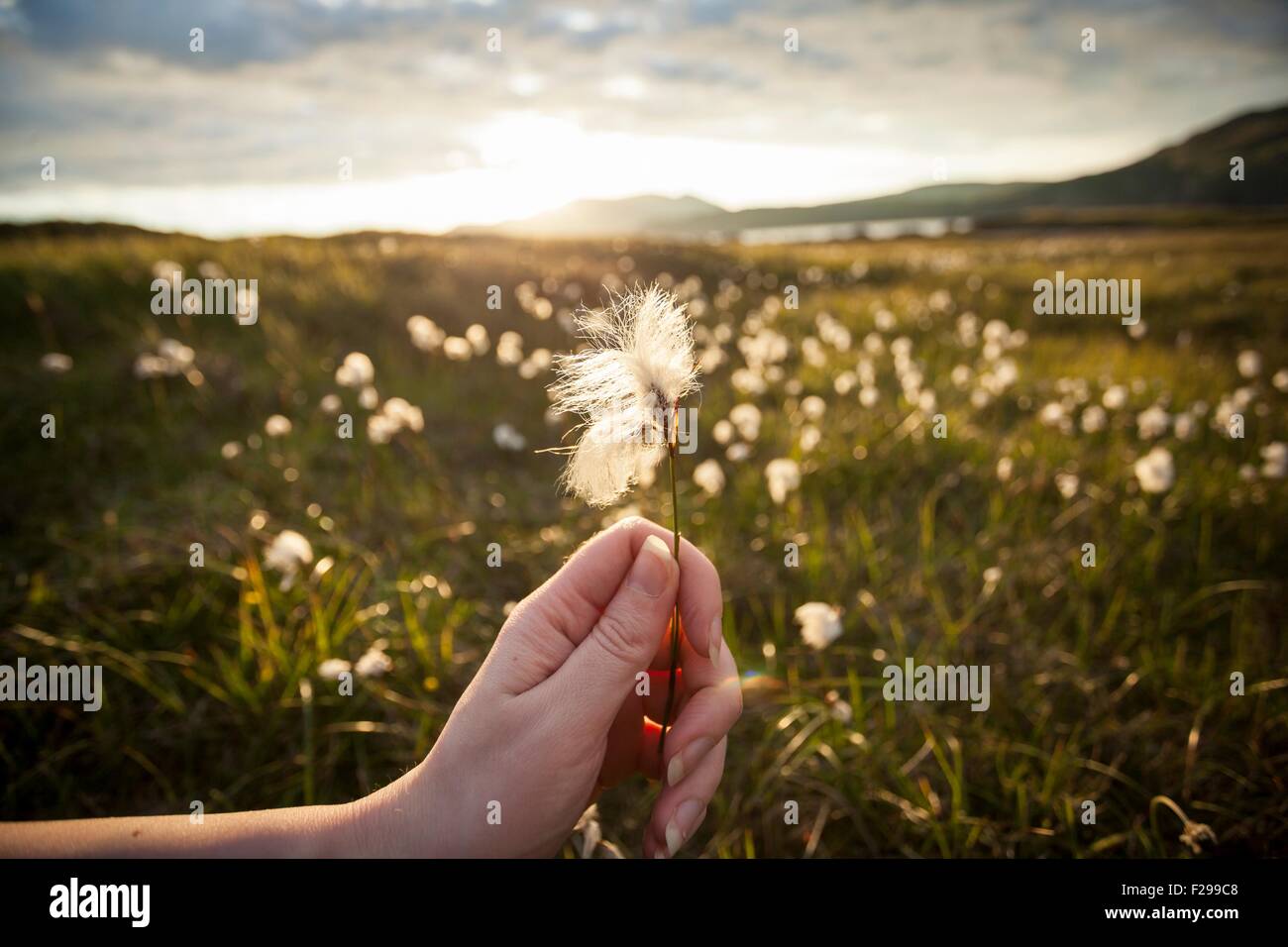 Hand holding grass hi-res stock photography and images - Alamy