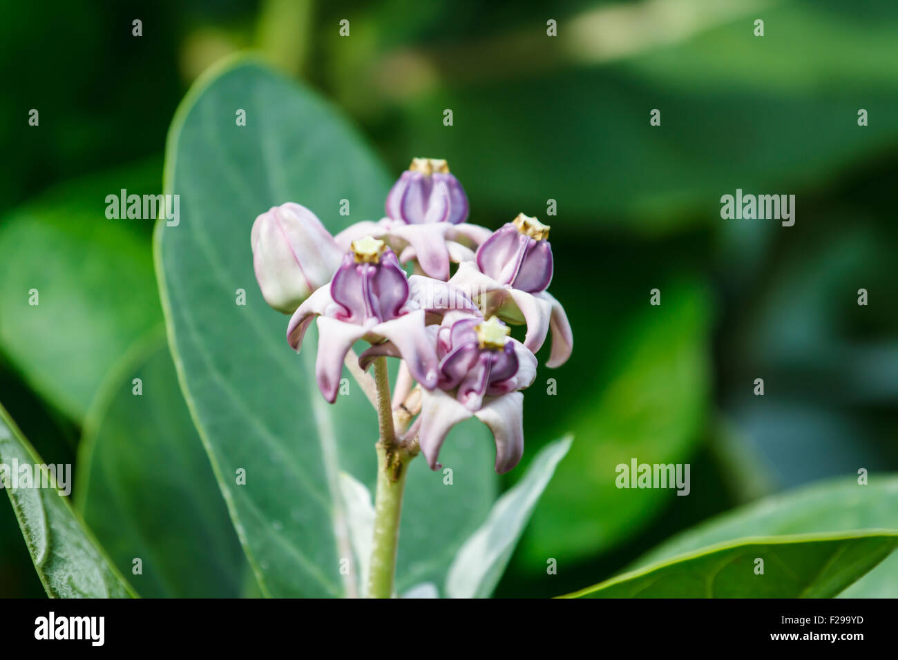The crown flower hi-res stock photography and images - Alamy