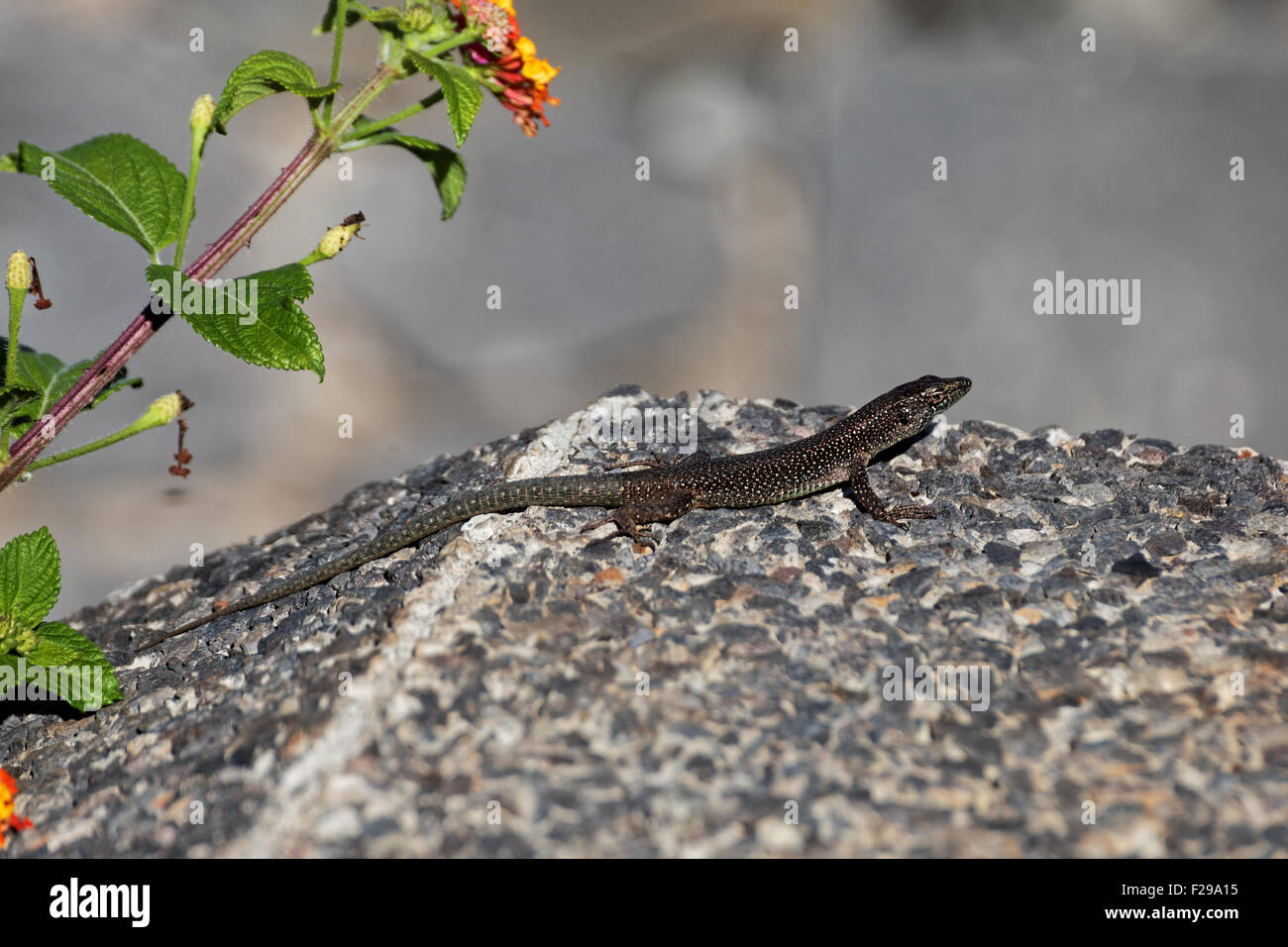 Lizard portugal hi-res stock photography and images - Alamy