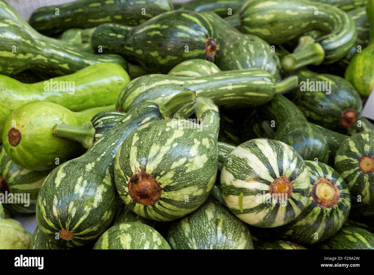 Squash - Marrow - Cucurbita - Courge, on sale in a Funchal street ...