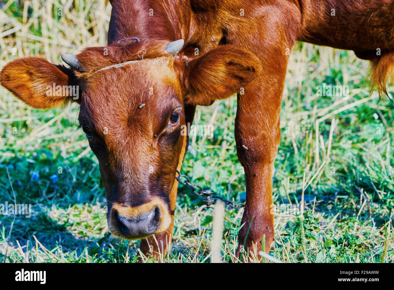 Hot cow hi-res stock photography and images - Alamy