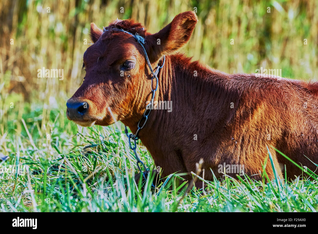 Hot cow hi-res stock photography and images - Alamy