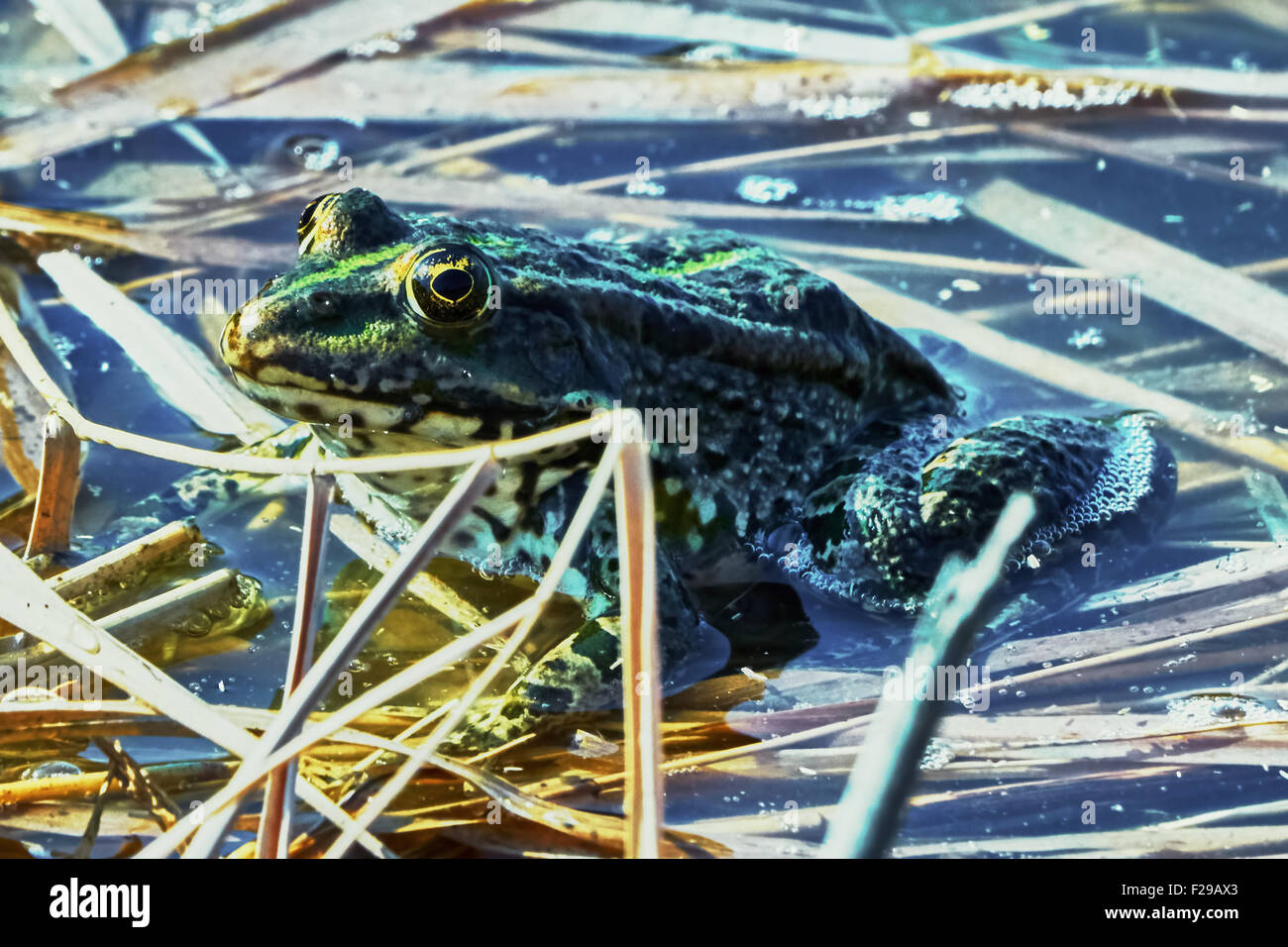 Green frog on marshy river Stock Photo - Alamy