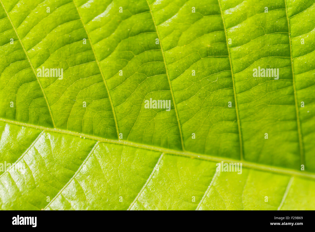 Green leaf background Stock Photo - Alamy