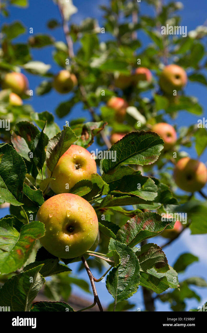 Laxton's Superb apples on family apple tree Stock Photo - Alamy
