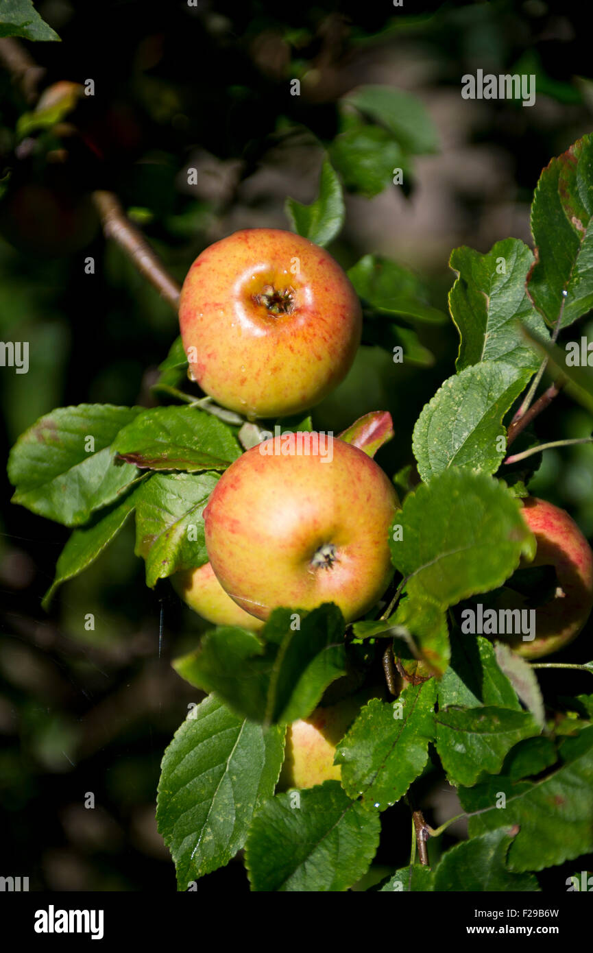 Laxton's Superb apples on family apple tree Stock Photo - Alamy