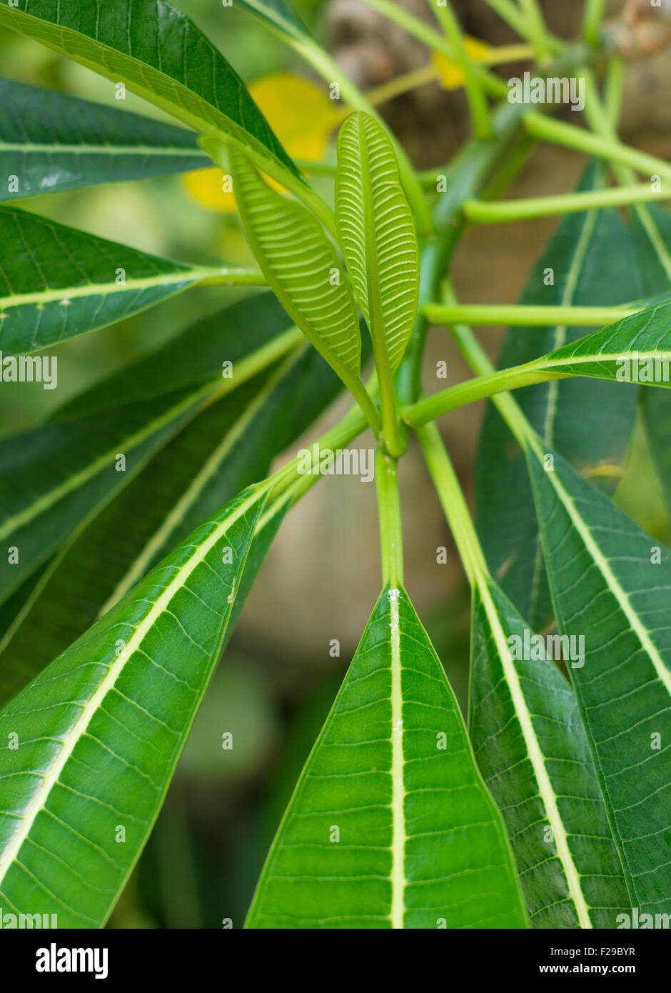close up of some large green tropical leaves Stock Photo - Alamy