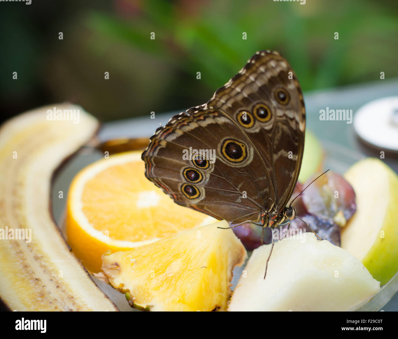butterfly in a zoo on a piece of fruit Stock Photo - Alamy