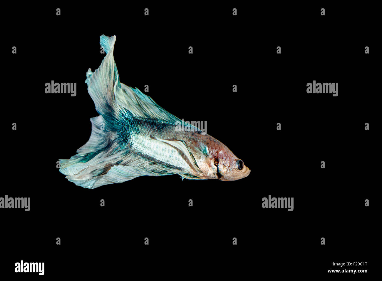 Fighting a fish hi-res stock photography and images - Alamy
