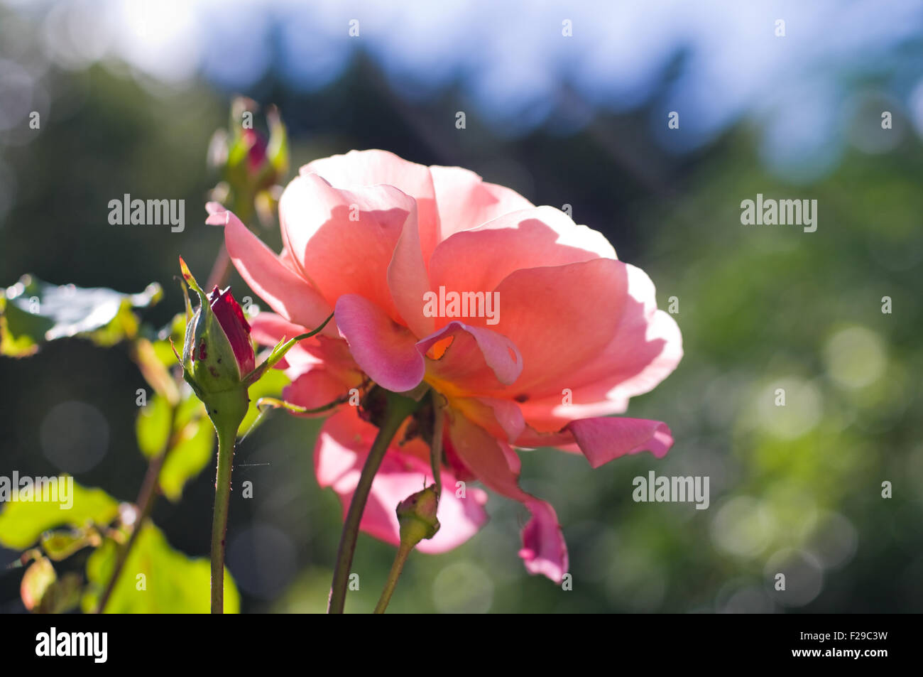 A pink rose illuminated by sunlight Stock Photo - Alamy