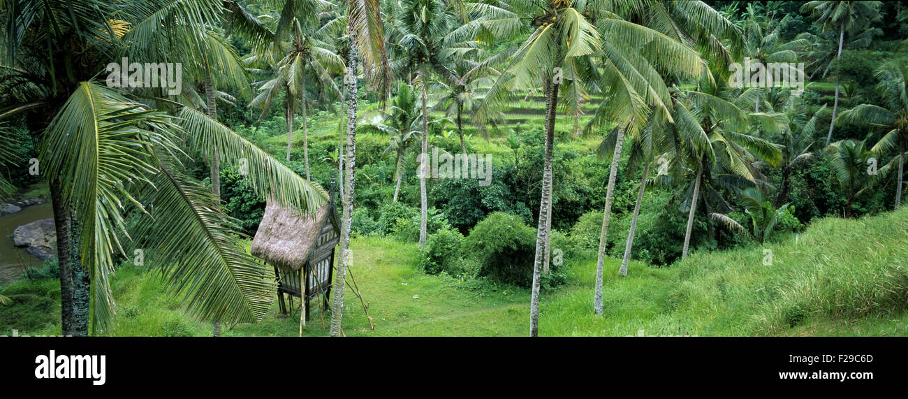 Panoramic views of tropical vegetation and paddy fields from a private ...