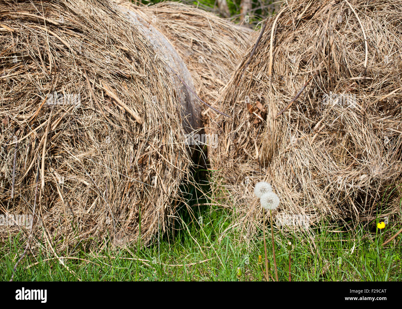 Fresh hay bales in hi-res stock photography and images - Alamy