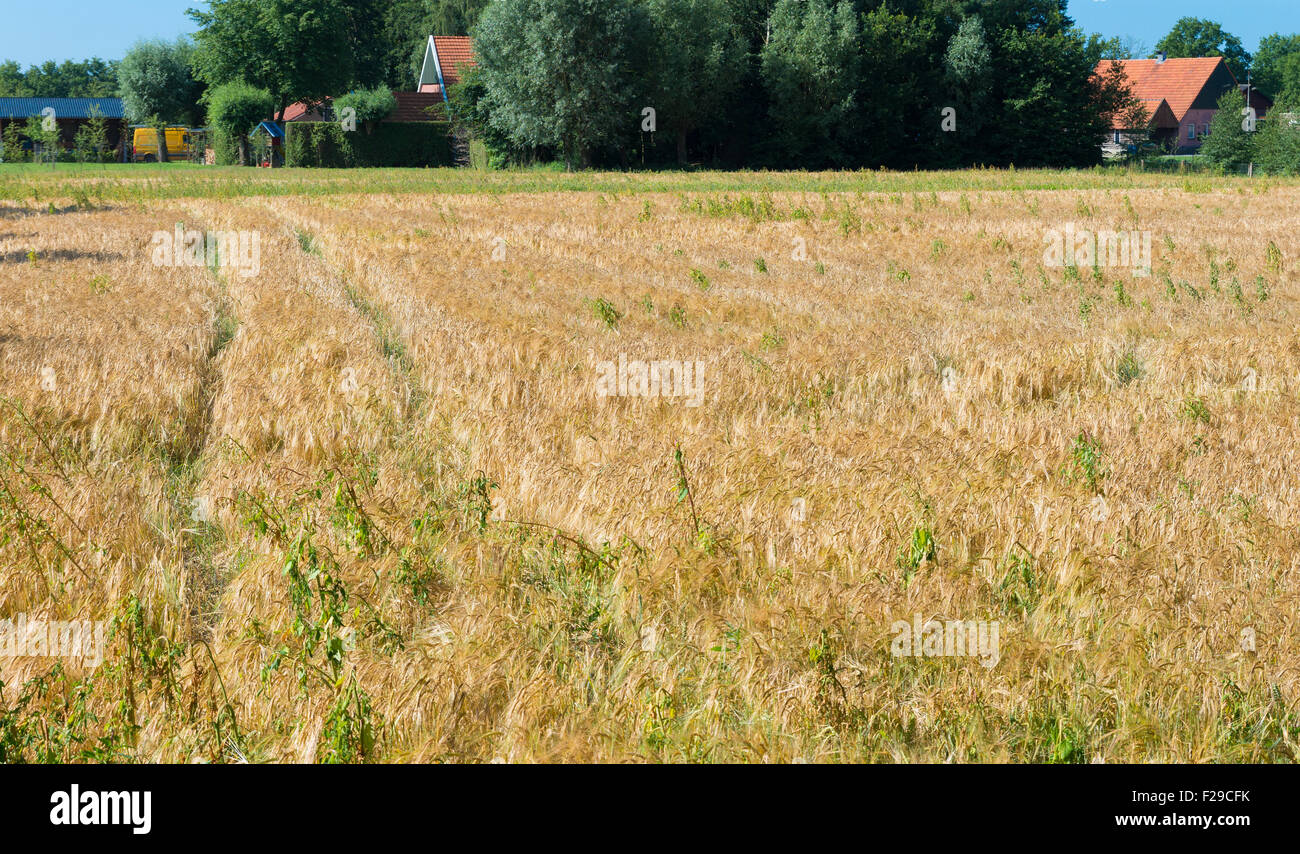 Corn field texture hi-res stock photography and images - Alamy