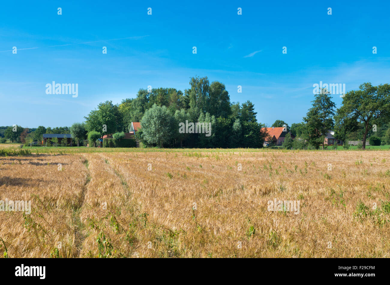 Corn field texture hi-res stock photography and images - Alamy
