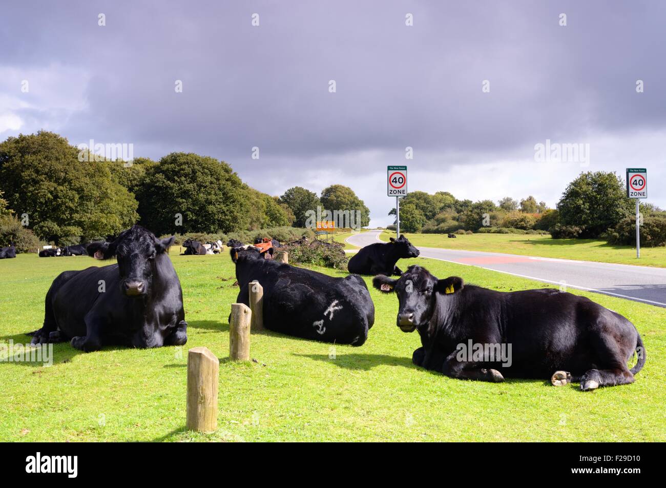 New Forest cows resting by the road in autumn sunshine Stock Photo - Alamy