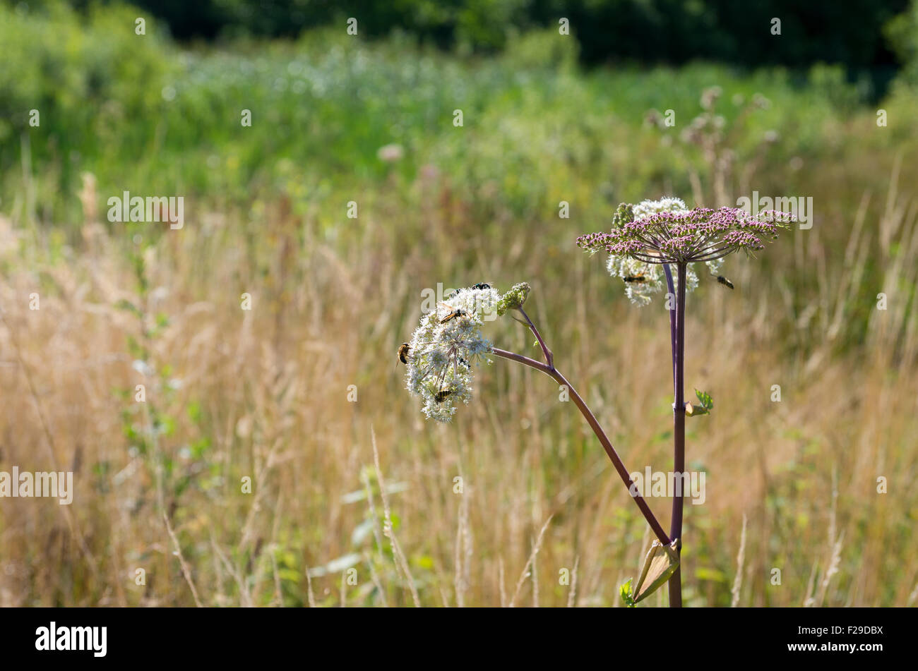 field with wild flowers with lots of insects on it Stock Photo - Alamy