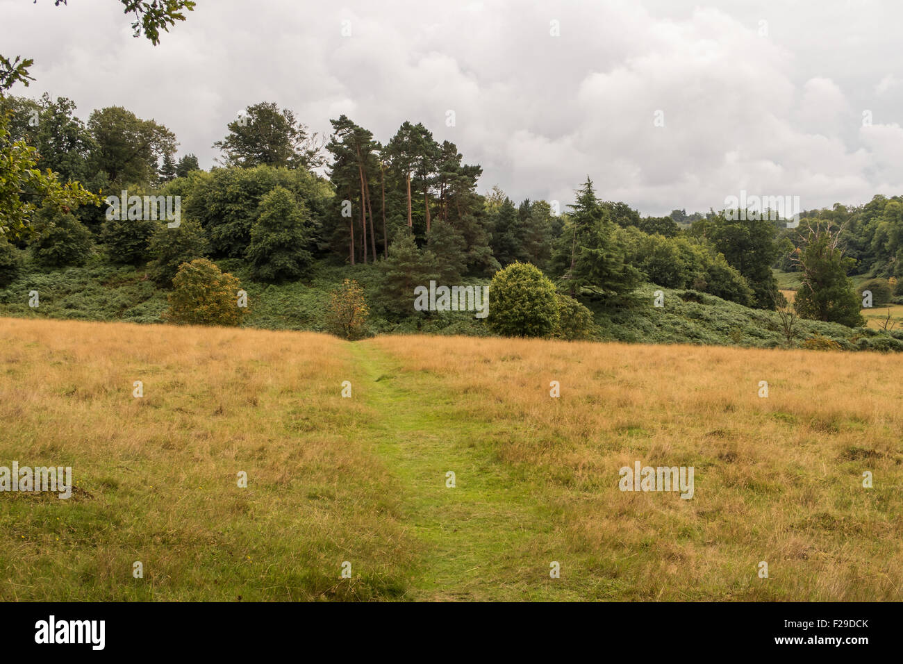 footpath through the grass to the wooded area in the Sevenoaks ...