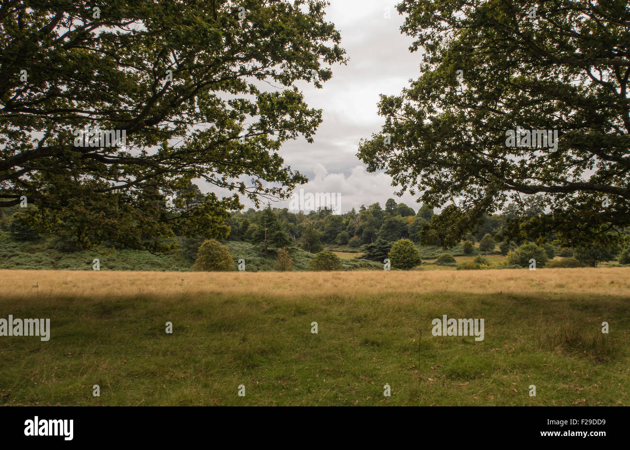 Sevenoaks trees hi-res stock photography and images - Alamy