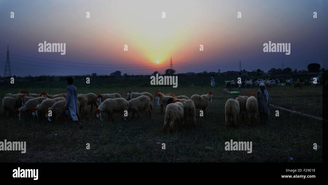 Lahore, Pakistan. 14th Sep, 2015. Pakistani lamb vendors checking their ...