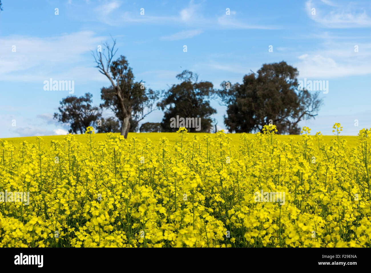 Canola field with trees in the background Stock Photo - Alamy