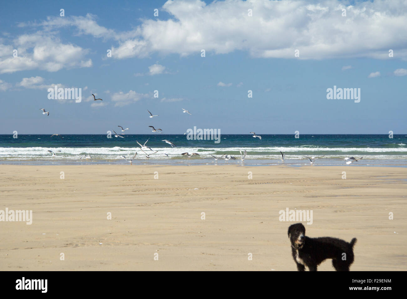Dog and seagulls at Anguileiro beach Stock Photo - Alamy