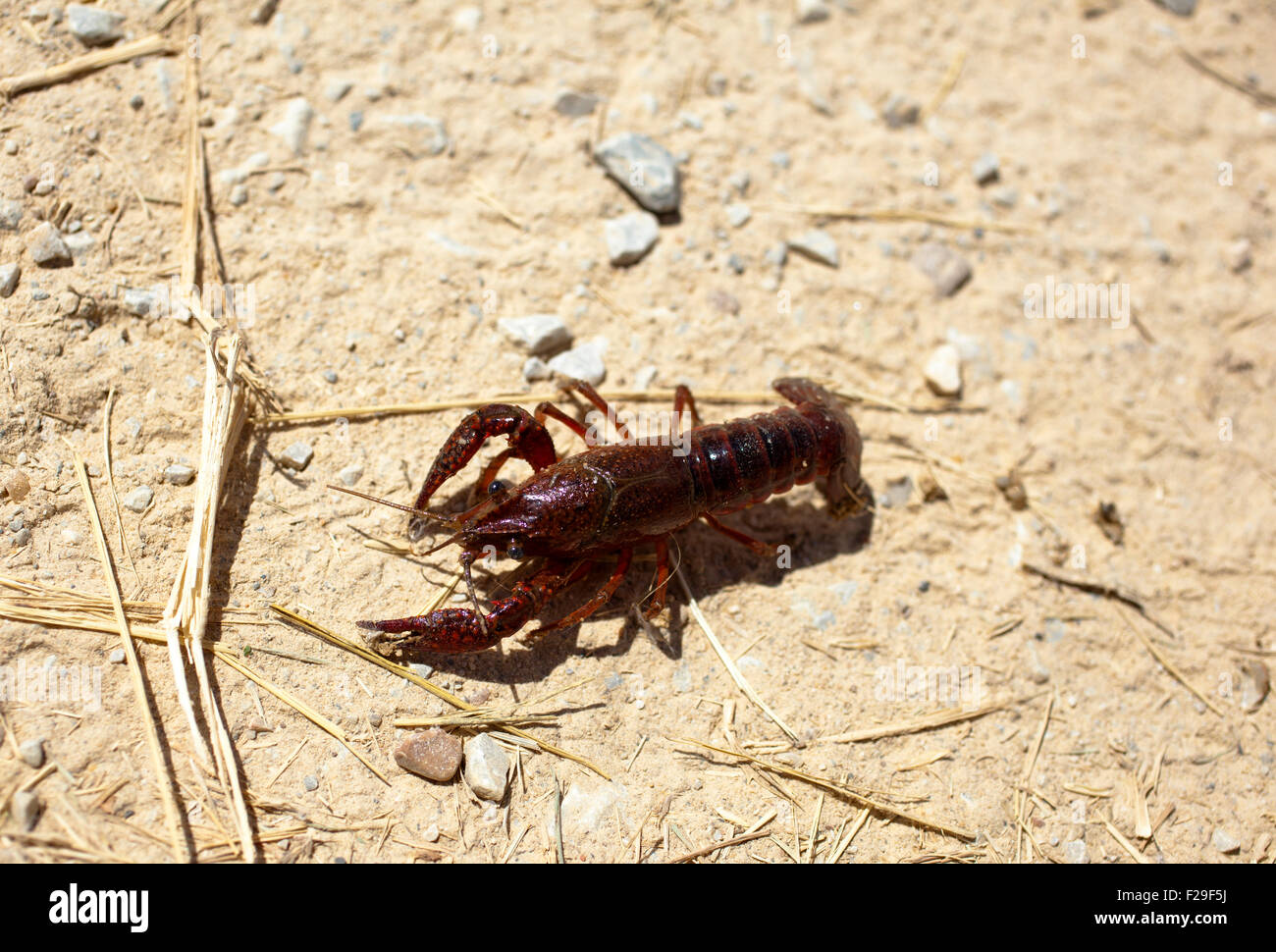 Burrowing crayfish hi-res stock photography and images - Alamy