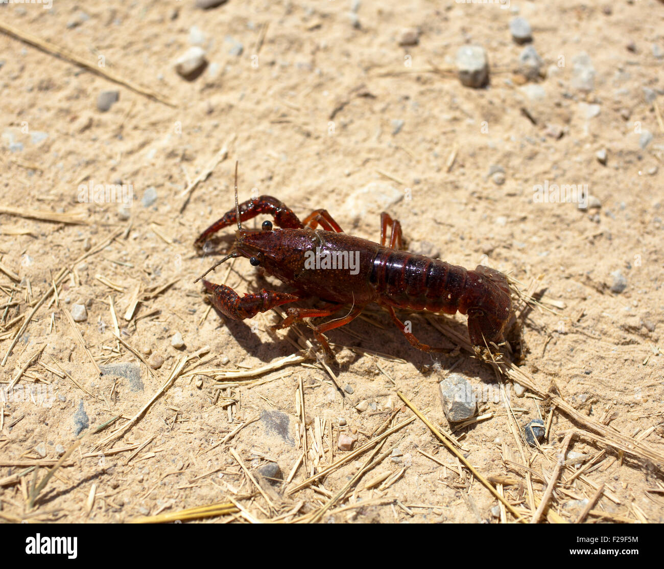 Burrowing crayfish hi-res stock photography and images - Alamy