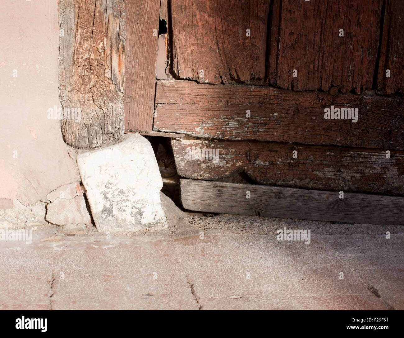 Cat hiding behind a door Stock Photo - Alamy