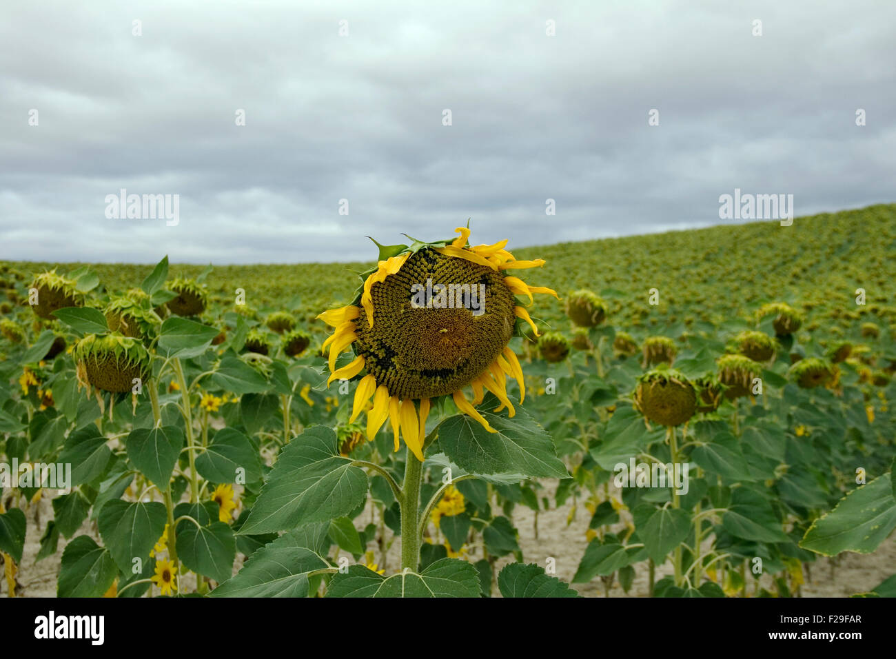 Sunflowers smile in spanish countryside Stock Photo - Alamy