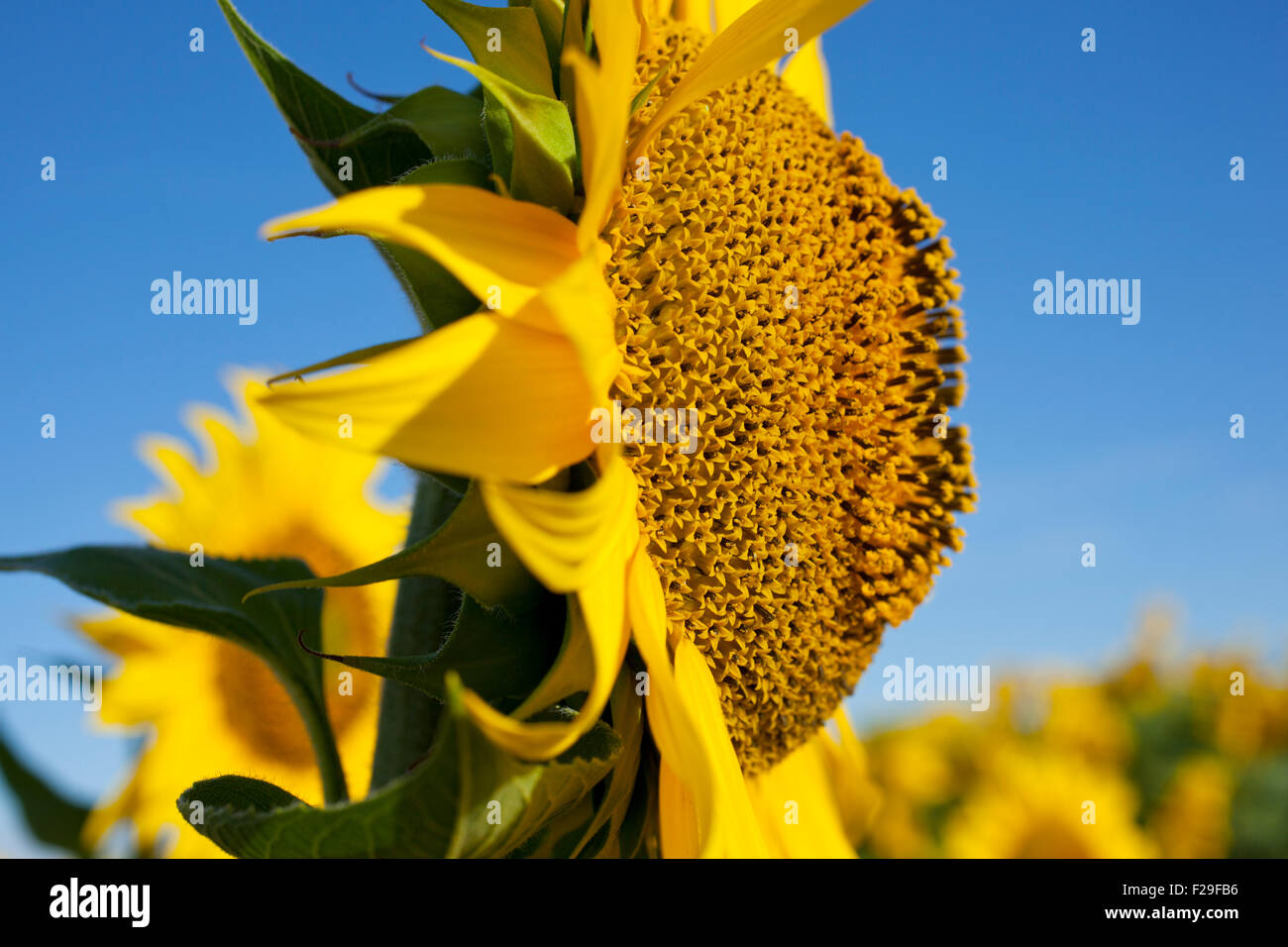 View of Sunflowers field, Spanish countryside Stock Photo - Alamy
