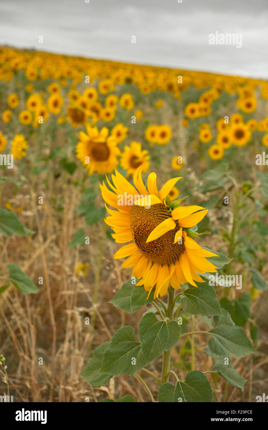 A lot of Sunflowers in spanish countryside Stock Photo - Alamy