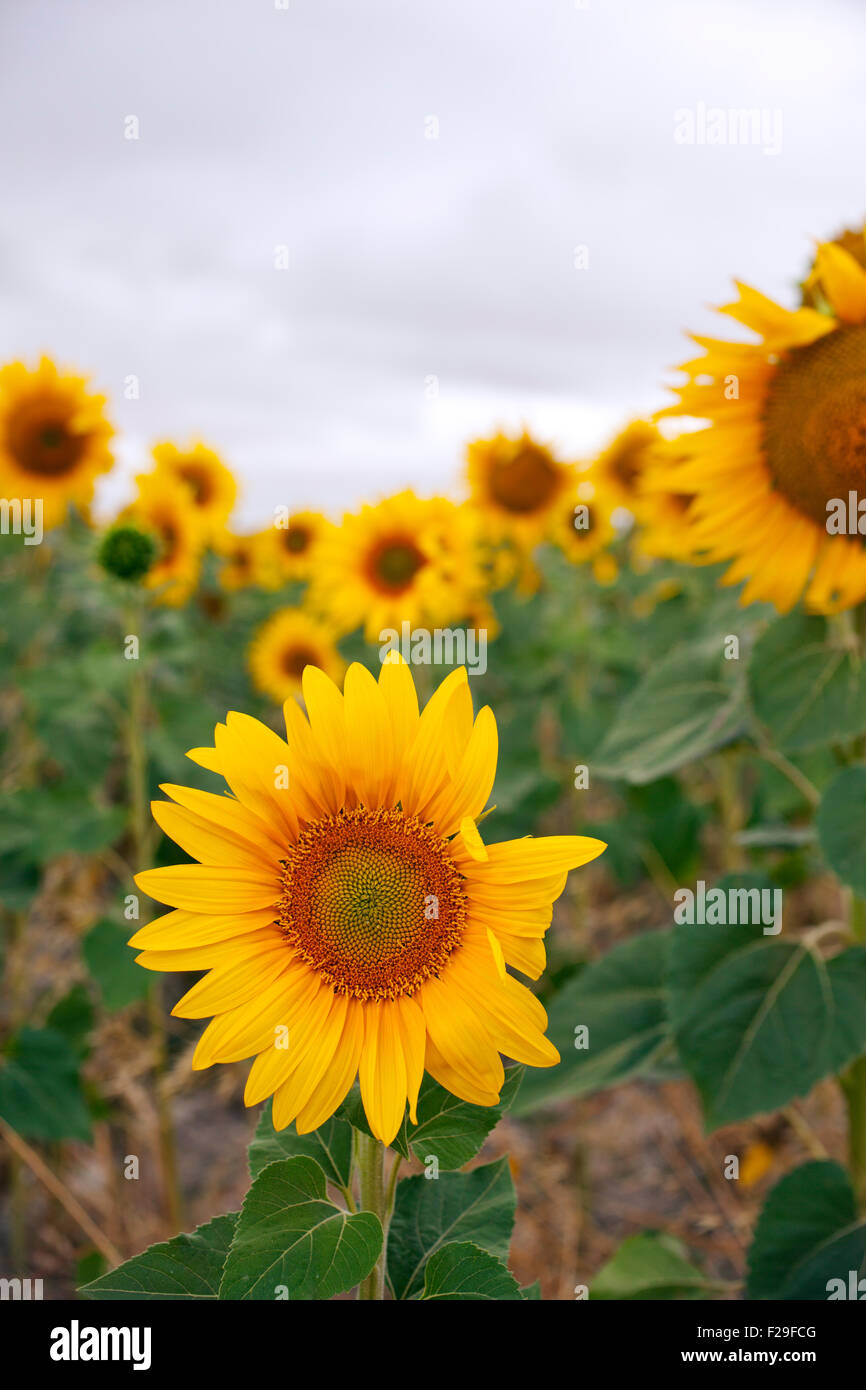 A lot of Sunflowers in spanish countryside Stock Photo - Alamy