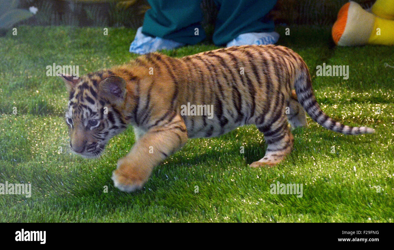 Las Vegas, Nevada, USA. 14th Sep, 2015. Six weeks old tiger cub Hirah ...