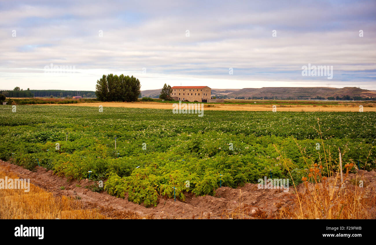 Cultivation in a spanish farm Stock Photo - Alamy