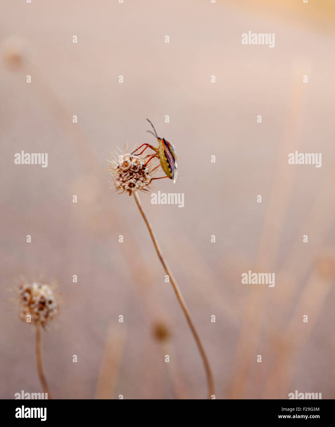 Prairie insect hi-res stock photography and images - Alamy