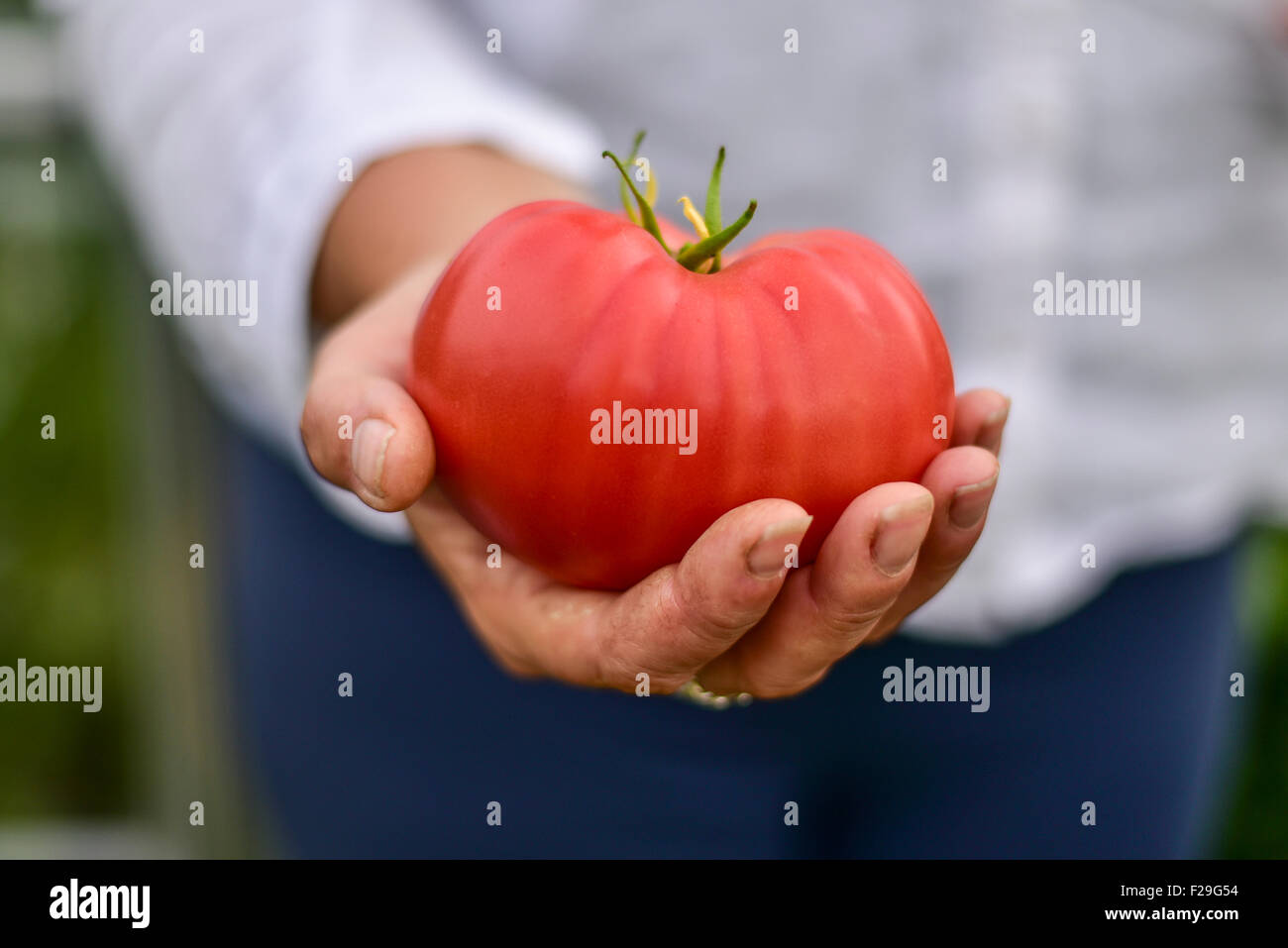 Heirloom Tomato In Hand