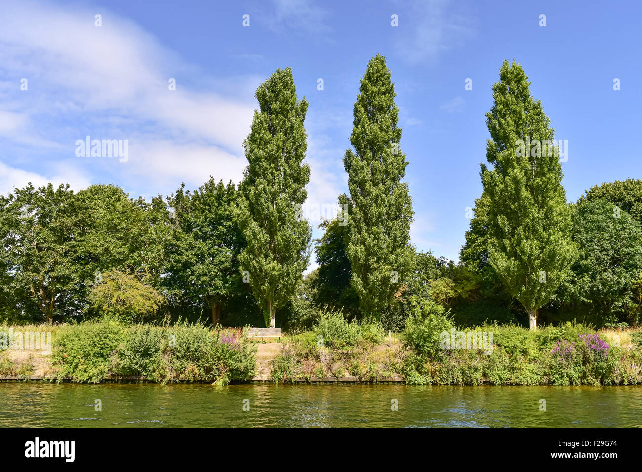 Three trees by the River Thames at Kingston-upon-Thames, London Stock ...