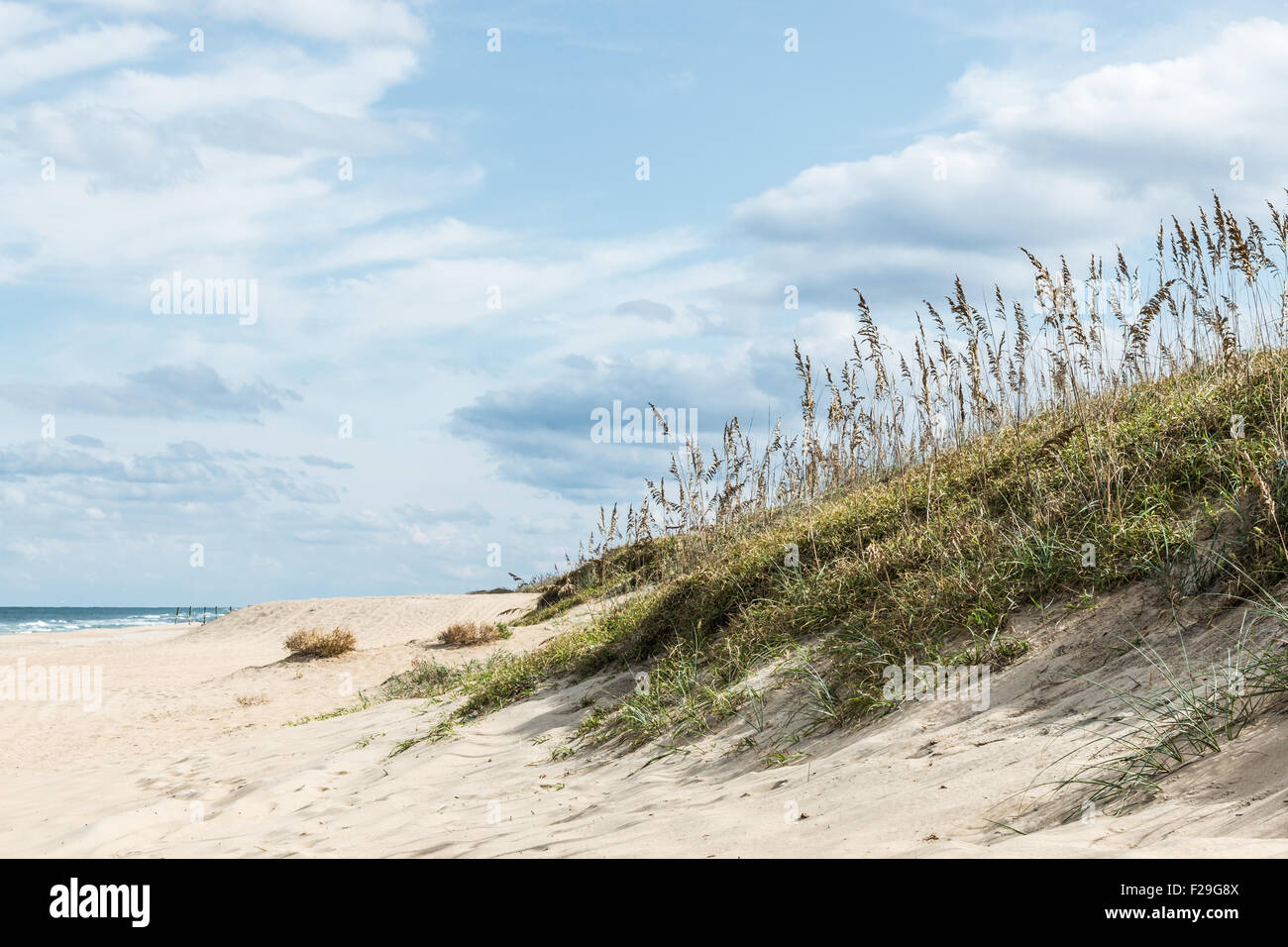 Beach Grass in Sand Dunes Stock Photo - Alamy