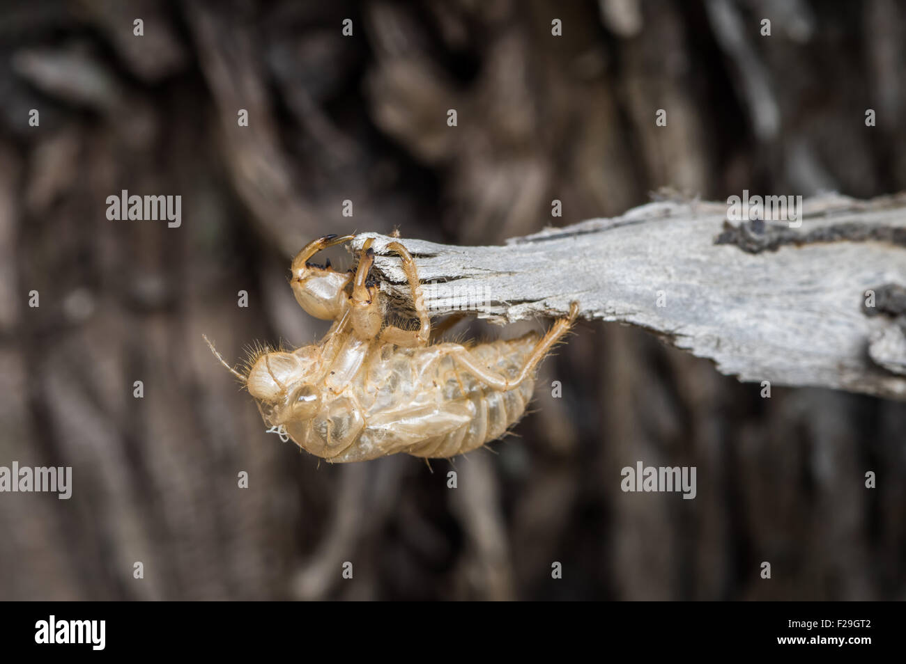 Empty chrysalis cicada empty after metamorphosis Stock Photo - Alamy