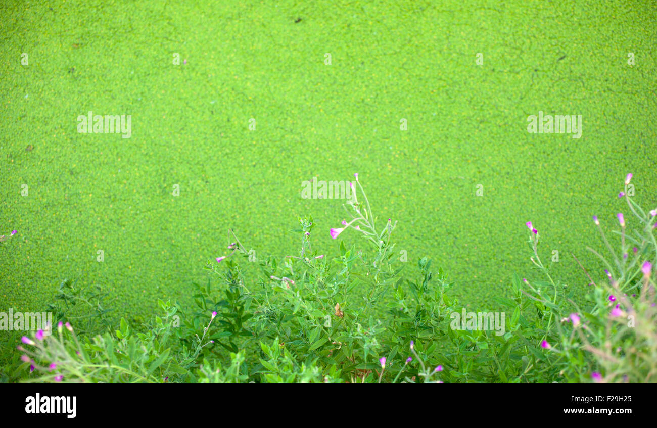 Seaweed floating on water surface hi-res stock photography and images ...