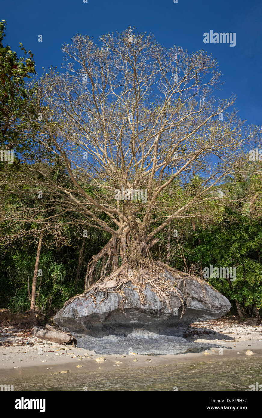 big tree growing against stones and symbolizes struggle Stock Photo - Alamy
