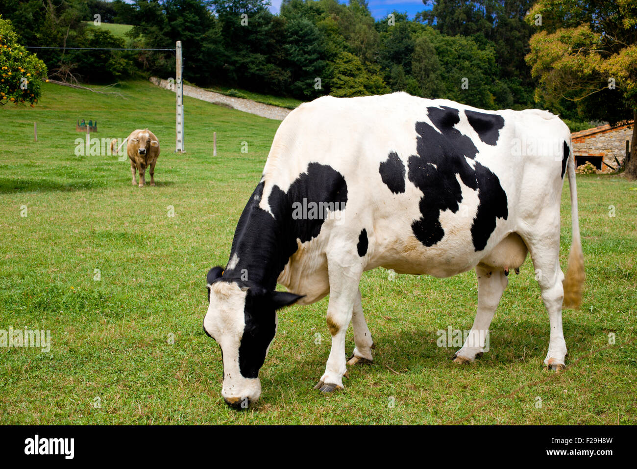 Spotted cow hi-res stock photography and images - Alamy