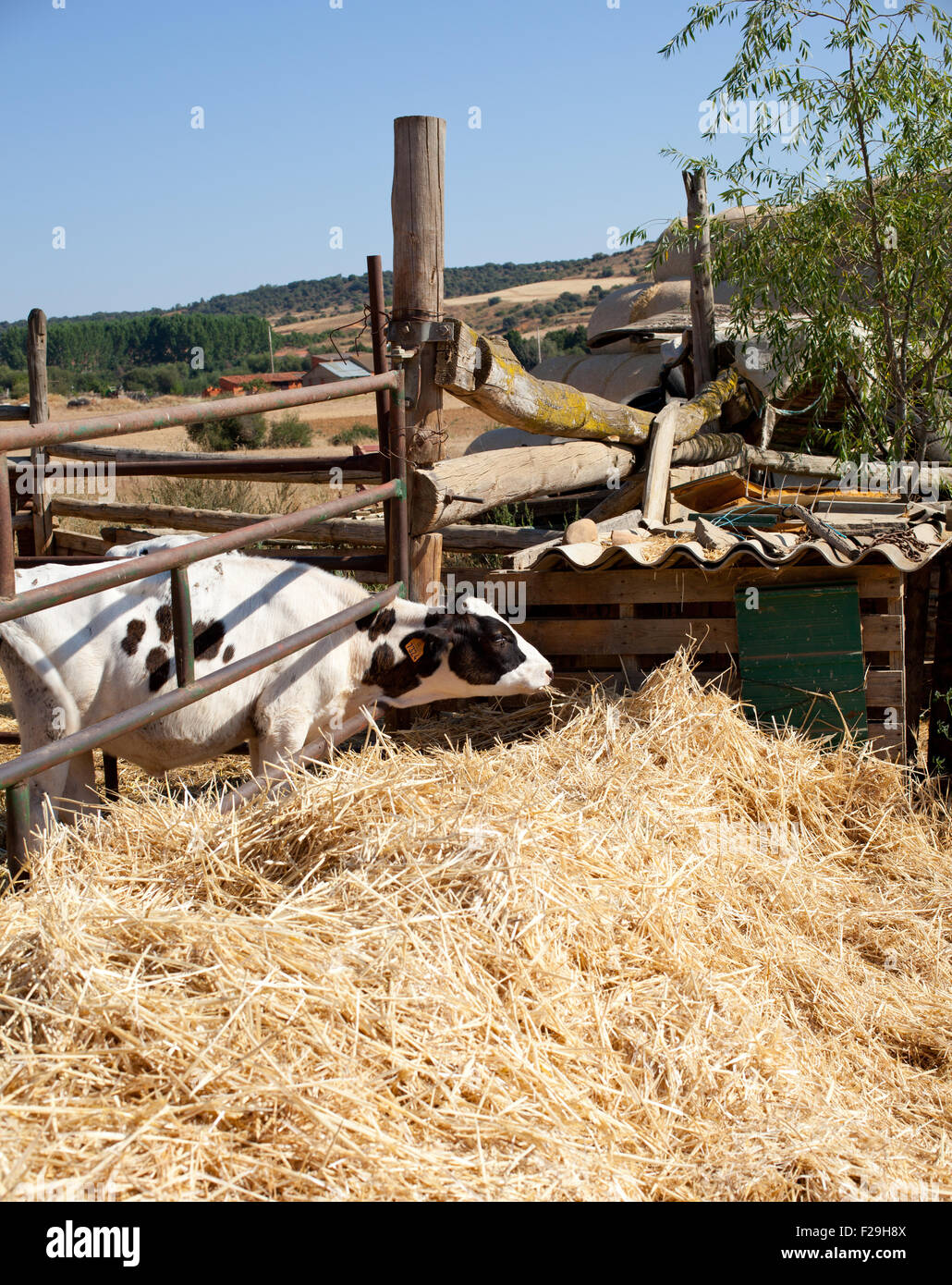 Cows in the fence on a farm Stock Photo - Alamy