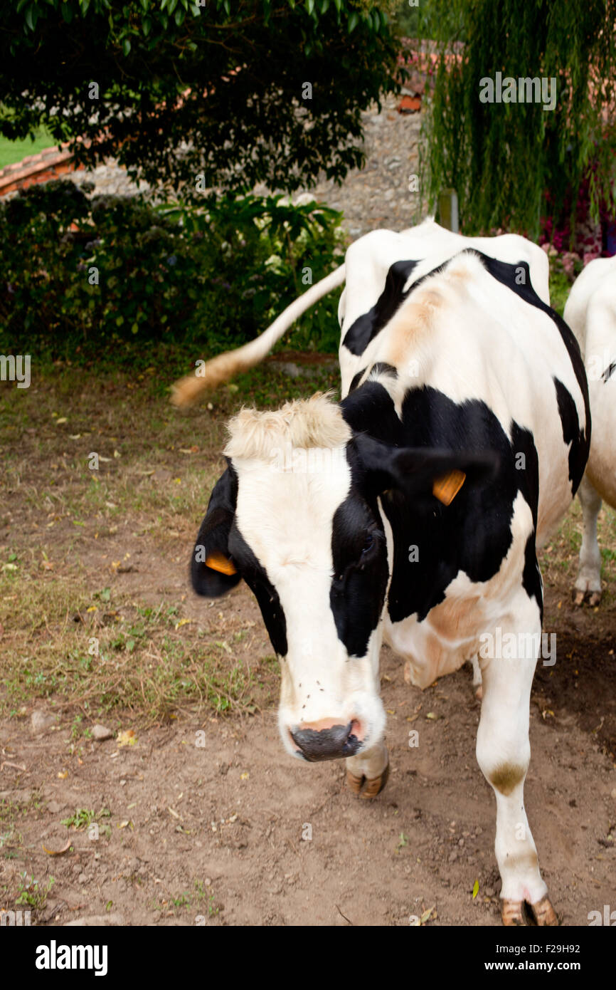 Spotted cow hi-res stock photography and images - Alamy