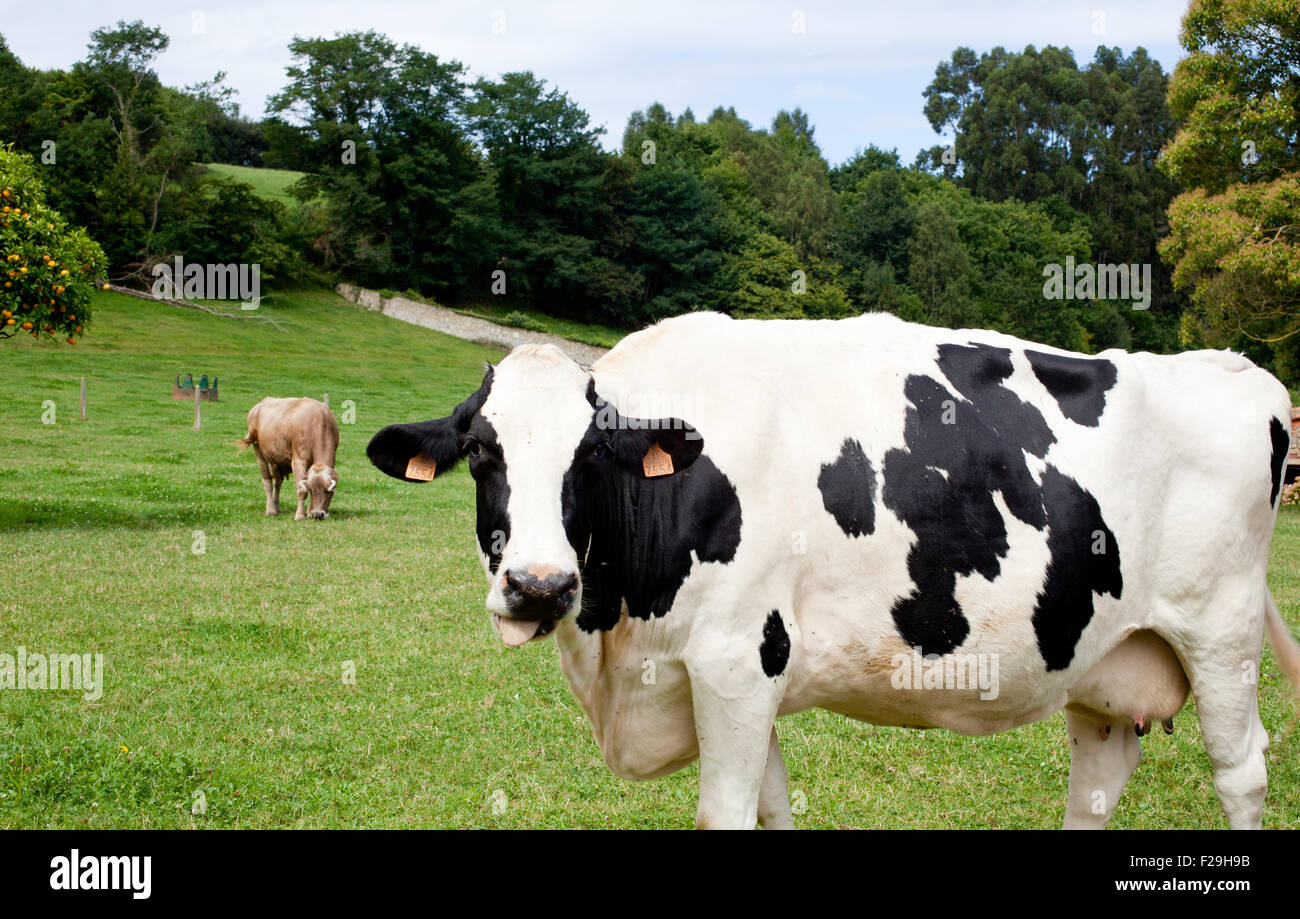 Udder black white spotted hi-res stock photography and images - Alamy