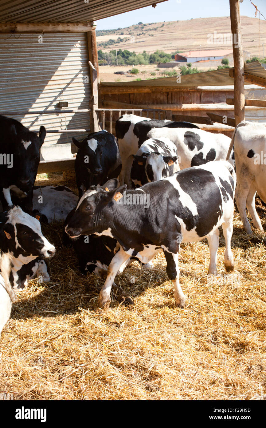 Cows in the fence on a farm Stock Photo - Alamy