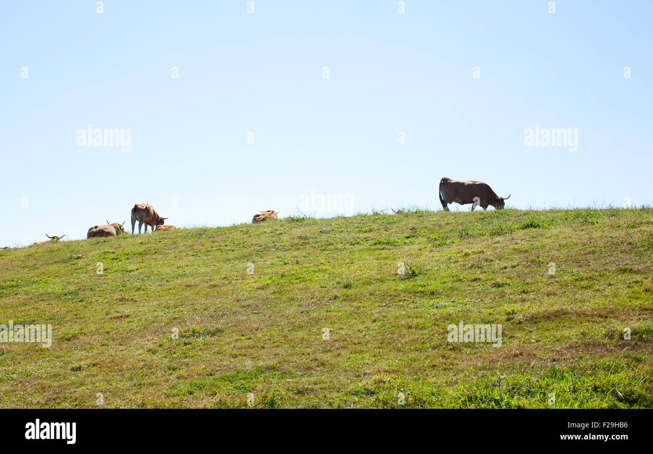 Sea cows hi-res stock photography and images - Alamy