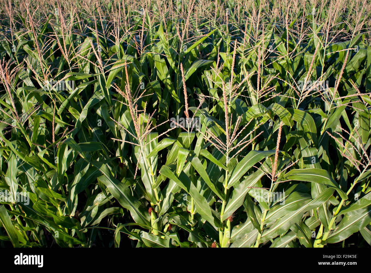 Corn field in the spanish countryside Stock Photo - Alamy